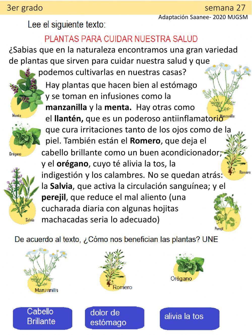 Las plantas med… | Free Interactive Worksheets | 400750