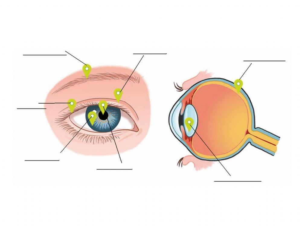 Sight activity | Live Worksheets