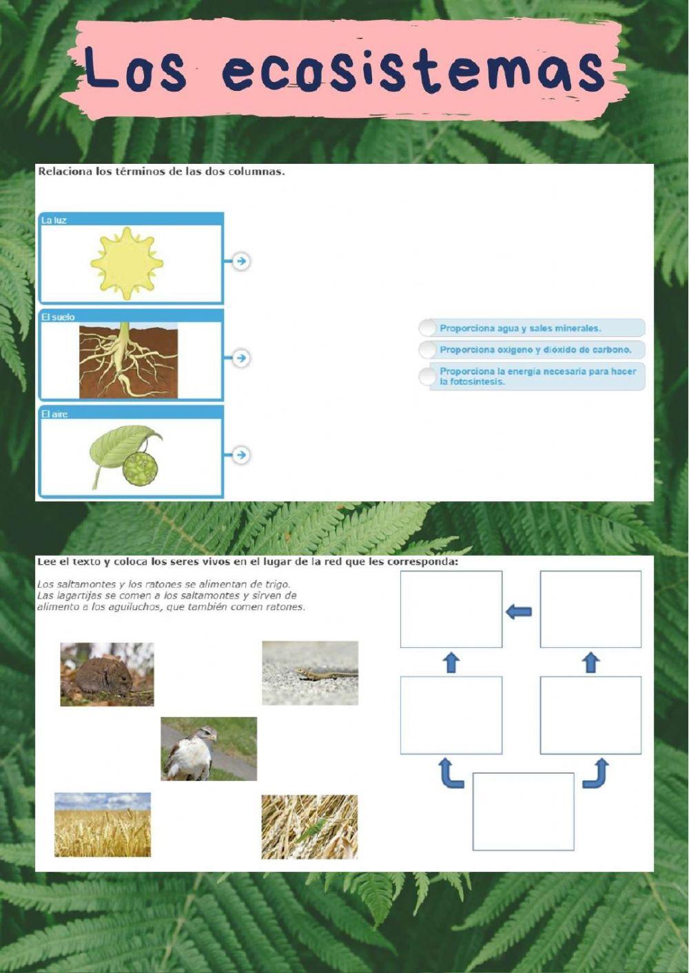 Tema 1 y 2. Hom… | Free Interactive Worksheets | 6110339