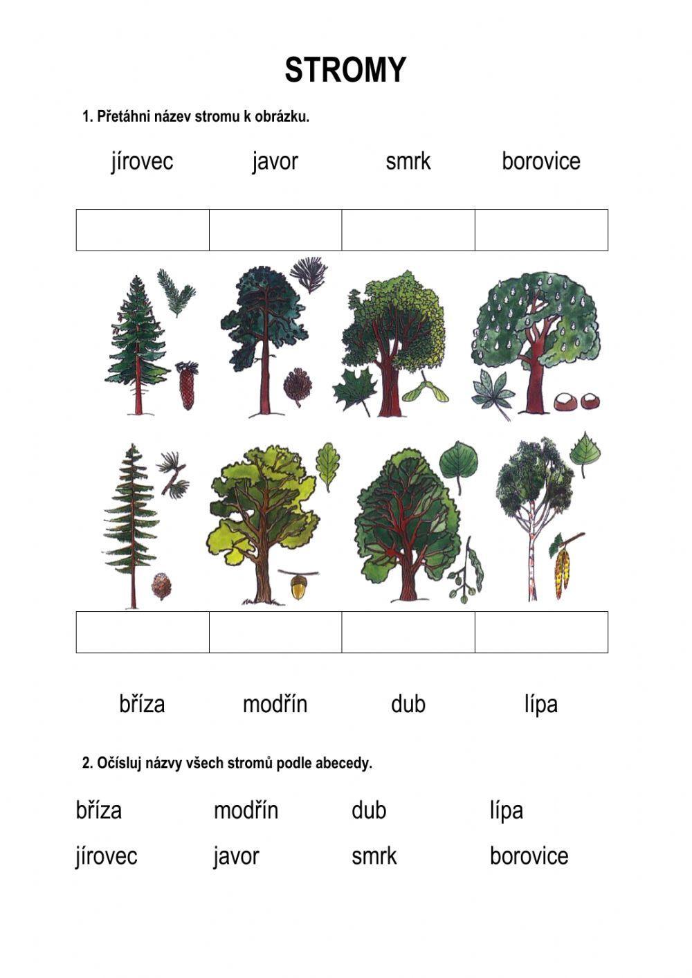 Stromy 404346 | Veronika Prouzová | LiveWorksheets