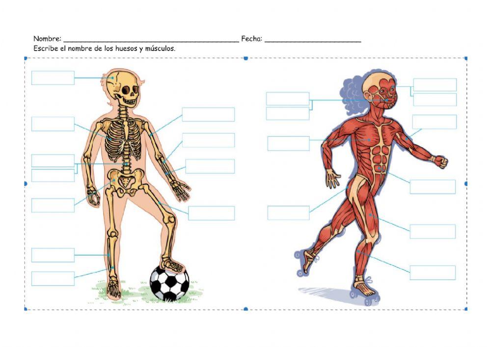 Huesos y Músculos activity | Live Worksheets