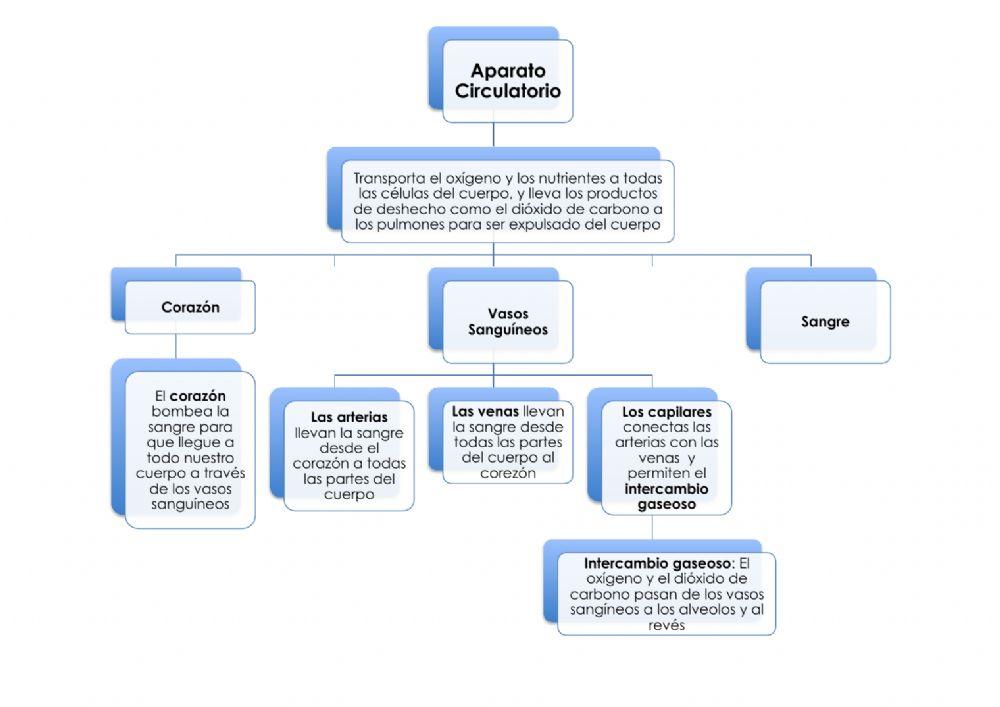 aparato circulatorio esquema