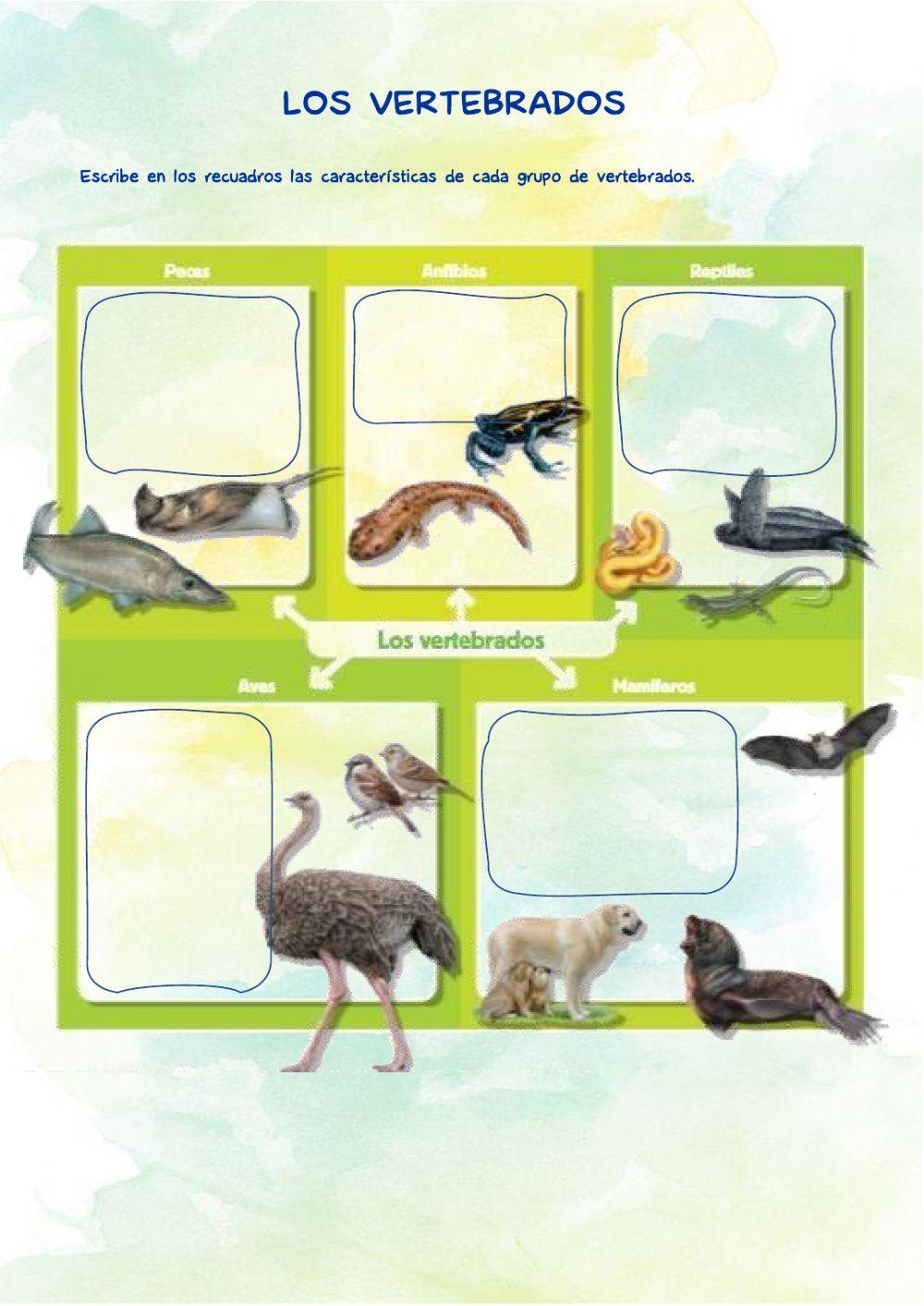 Loa vertebrados worksheet | Live Worksheets