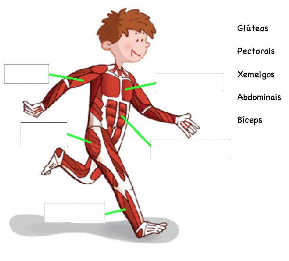 Os músculos online worksheet | Live Worksheets