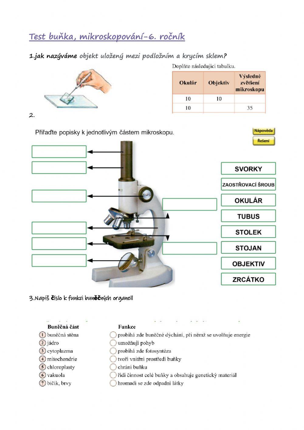 6221209 | bunka mikroskop-6. rocnik | Kamila bursikova