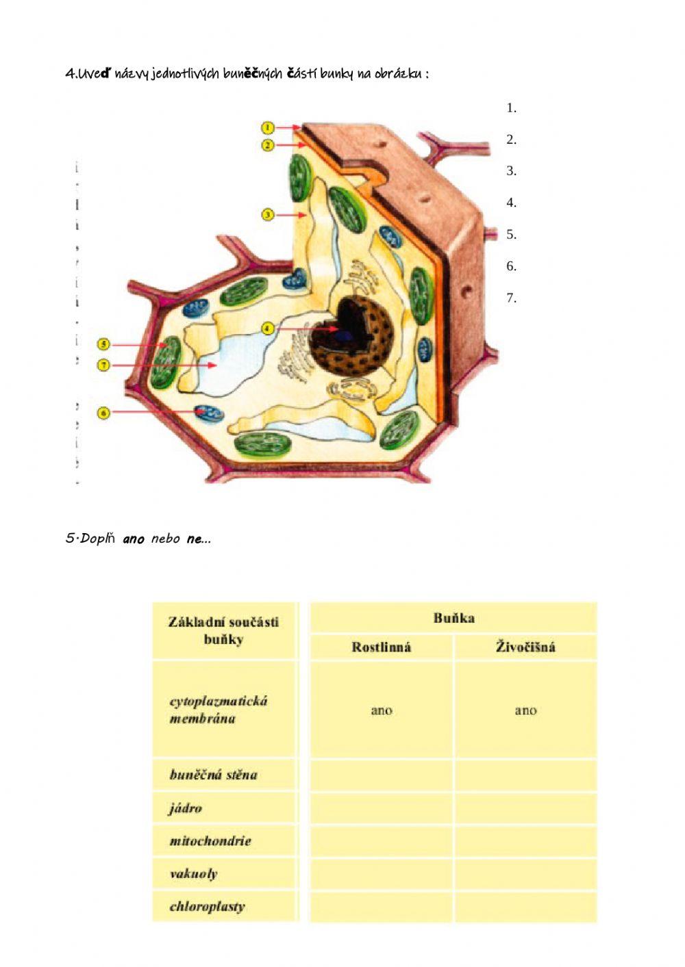 6221209 | bunka mikroskop-6. rocnik | Kamila bursikova