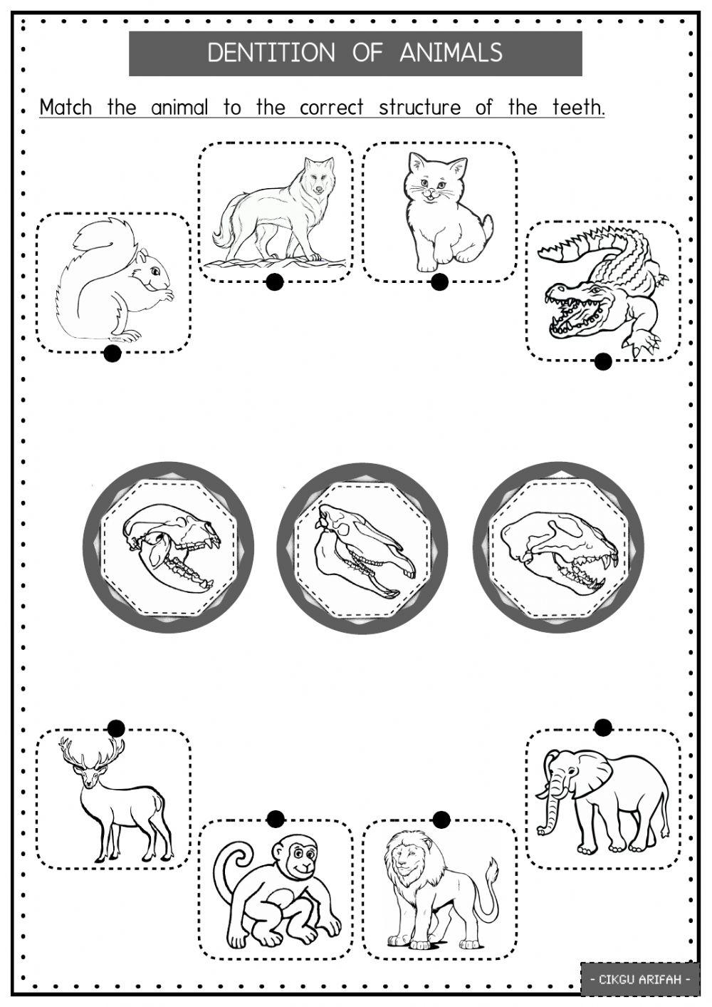 Dentition of An… | Free Interactive Worksheets | 492098