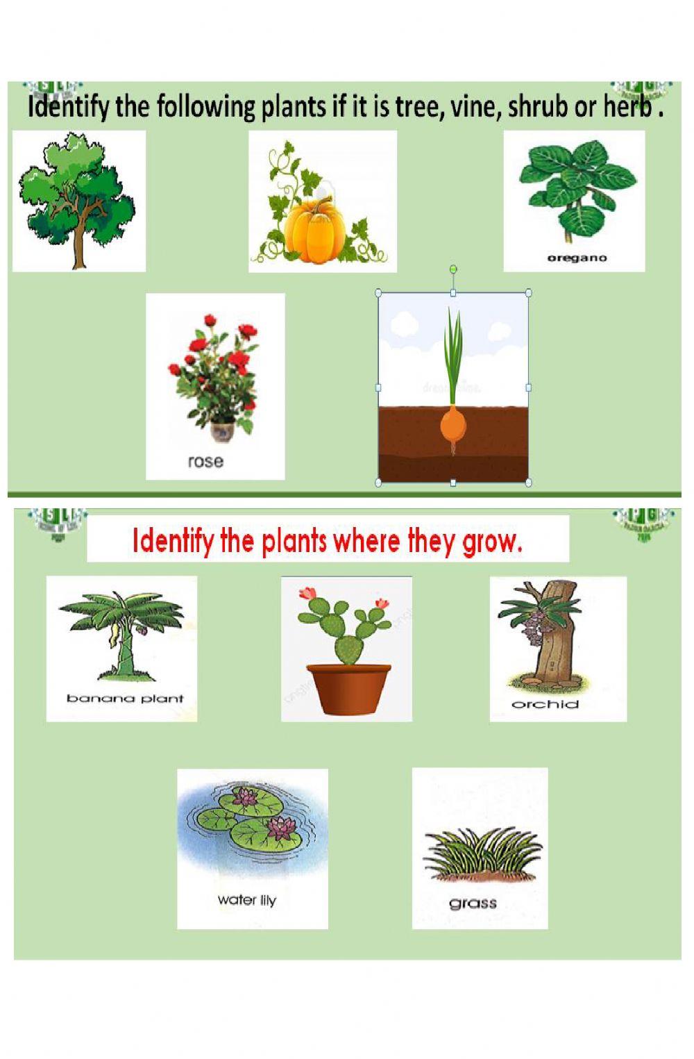 HW SCIENCE online exercise for | Live Worksheets