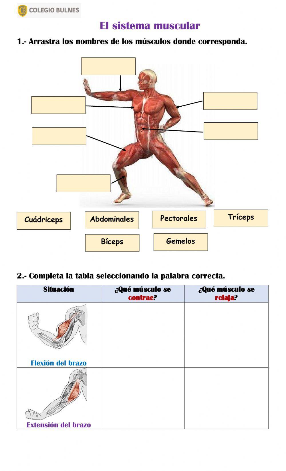 Atividades Sistema Muscular 6 Ano - ROAREDU Atividades Sistema Muscular 6 Ano - ROAREDU