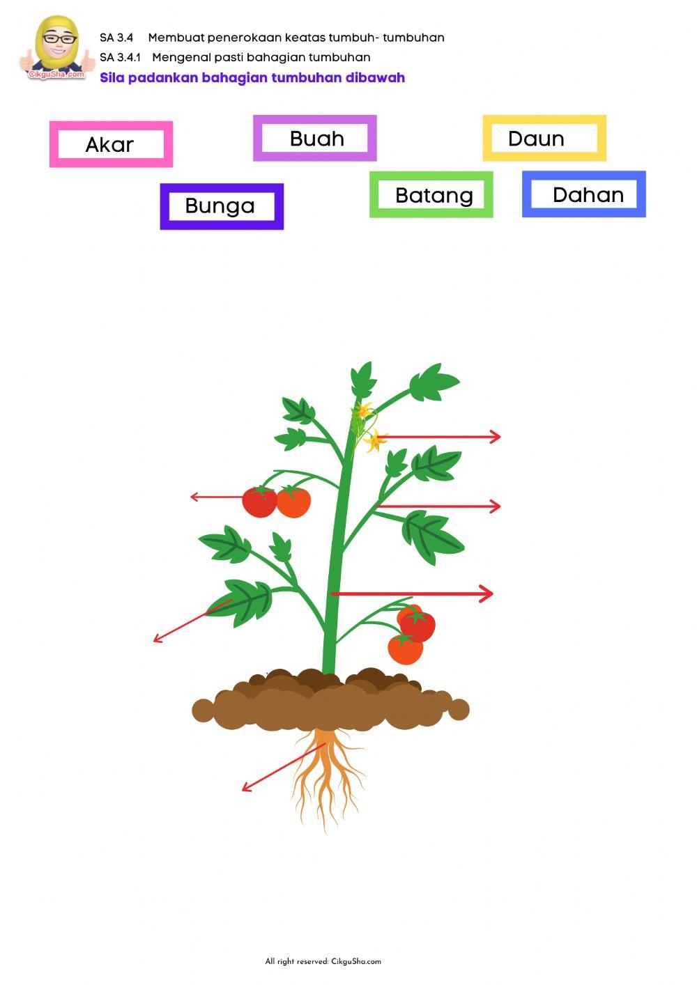 Mengenal Bahagian Tumbuhan-by cikgusha worksheet | Live Worksheets
