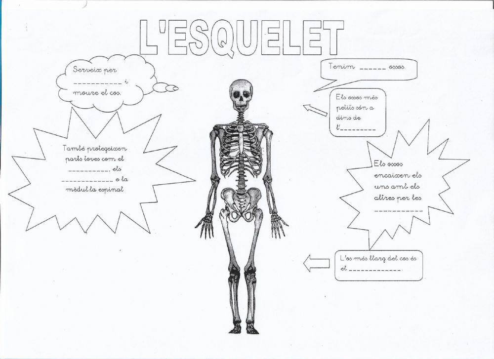 L'ESQUELET online worksheet | Live Worksheets