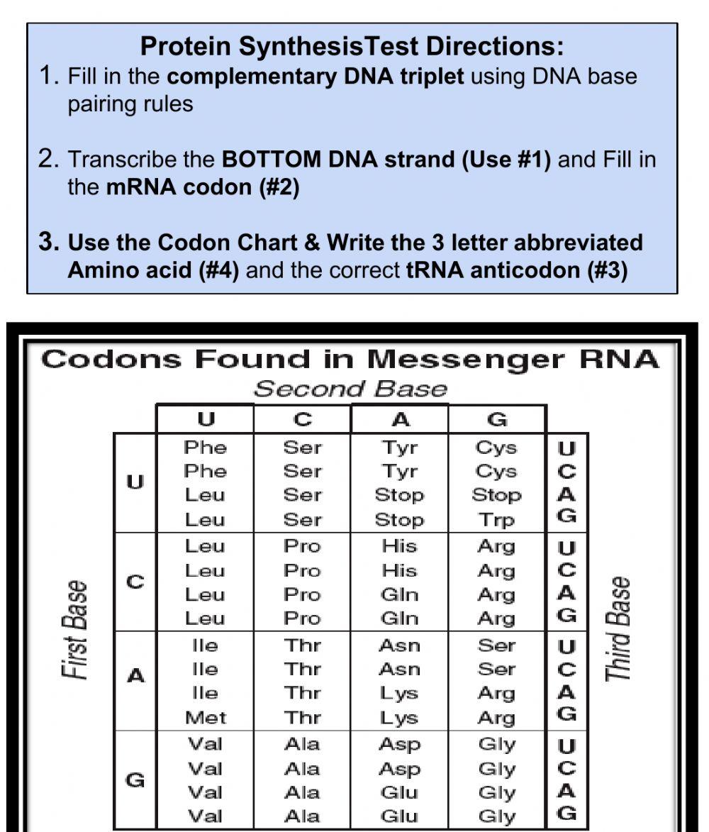 Protein Synthesis Test worksheet | Live Worksheets