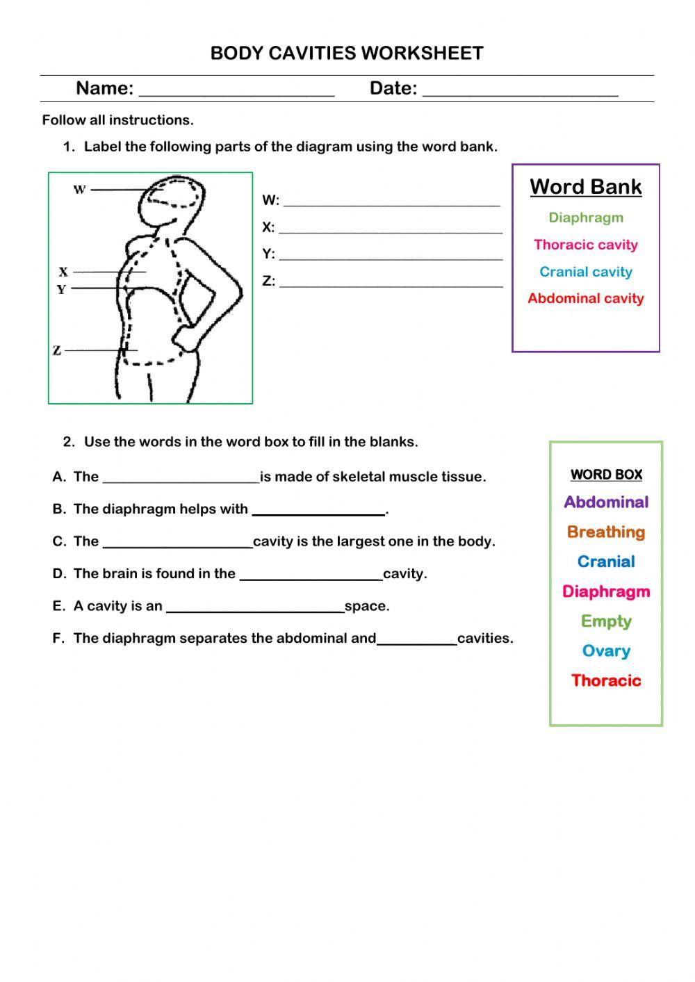 Body Cavities W… | Free Interactive Worksheets | 508769