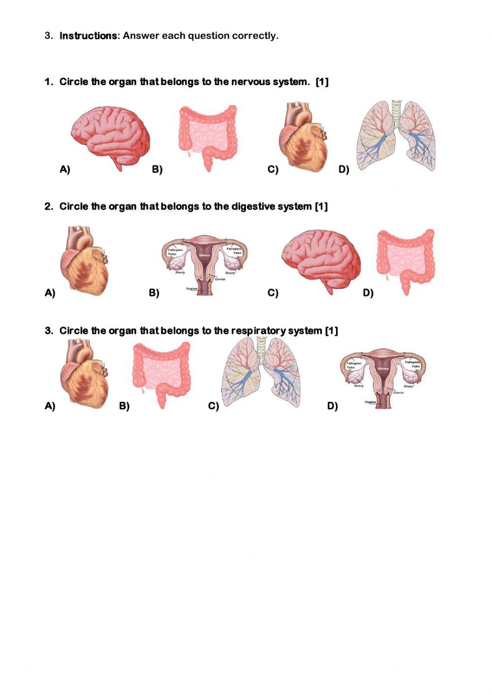 Body Cavities W… | Free Interactive Worksheets | 508769