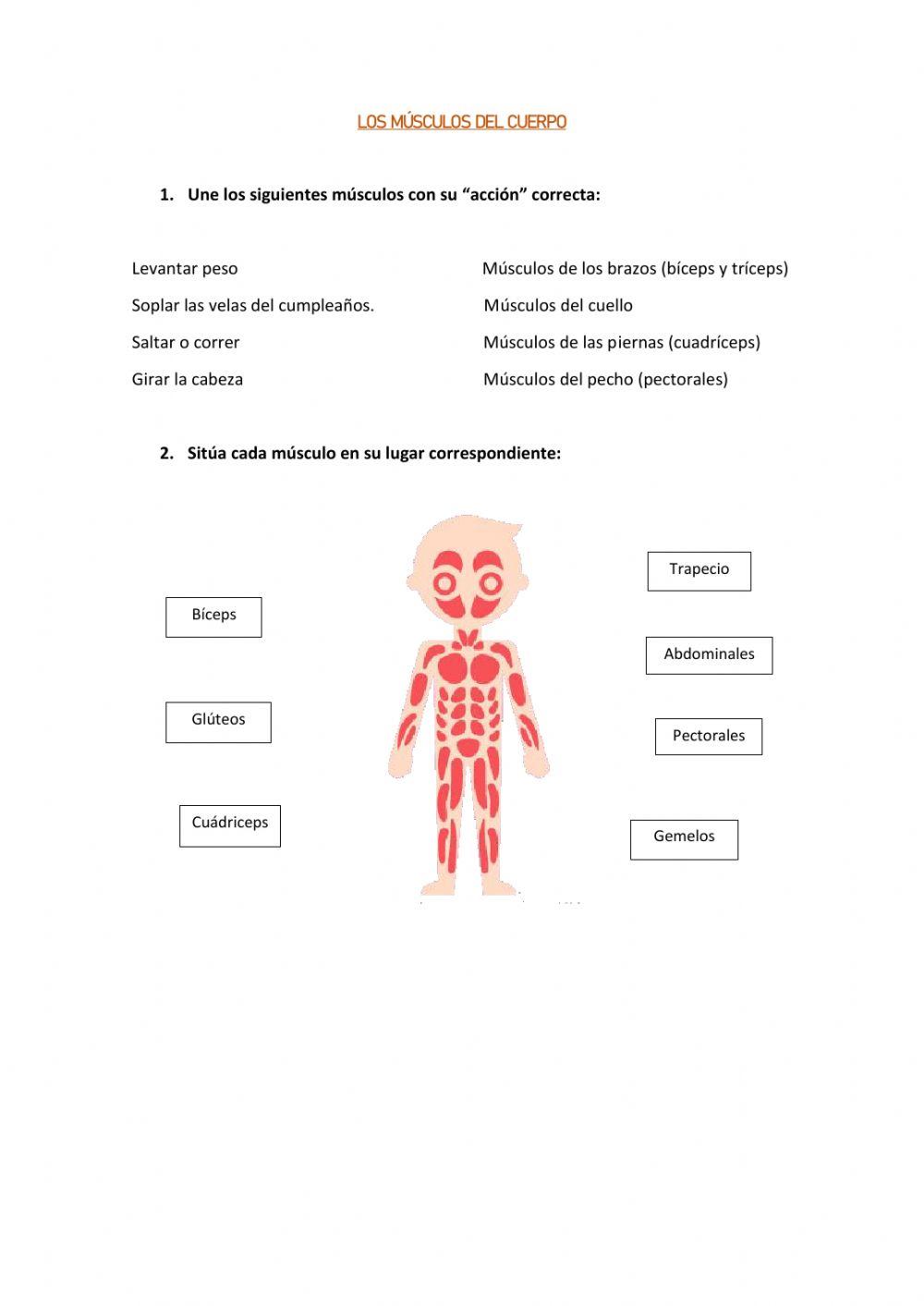 Músculos del cuerpo worksheet | Live Worksheets