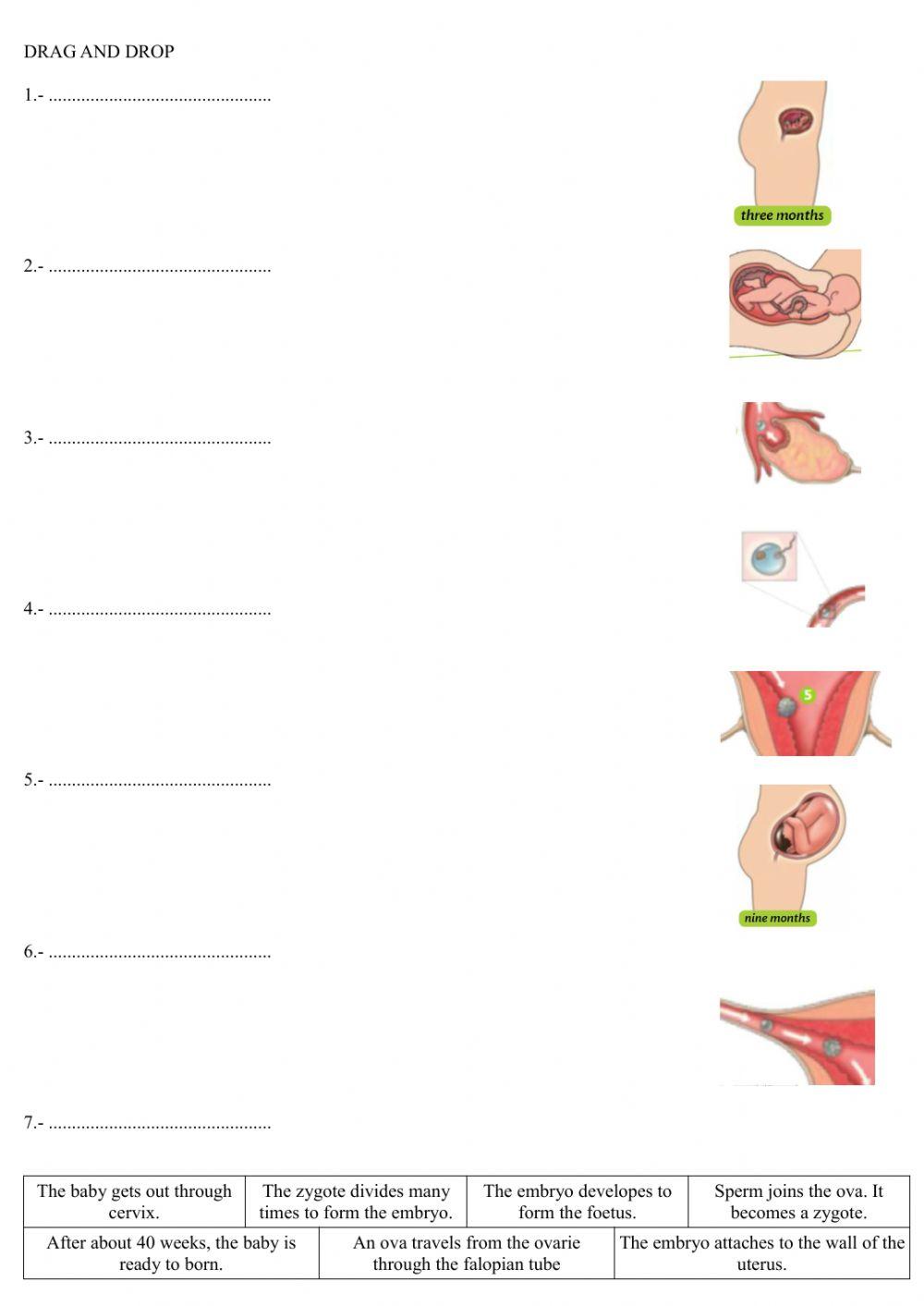 Human fertilisa… | Free Interactive Worksheets | 4437320