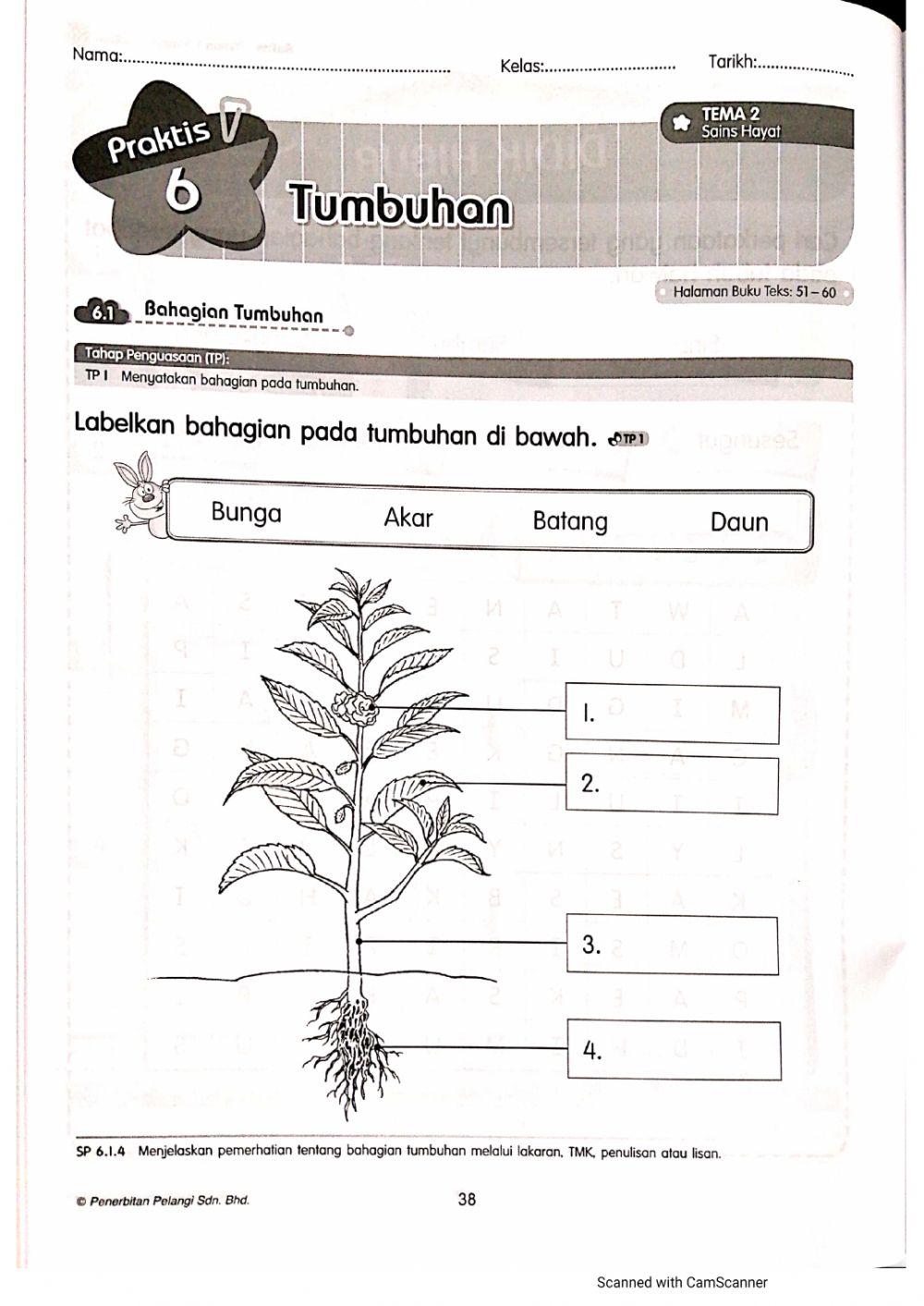 Sains tahun 1 (tumbuh-tumbuhan) 6247098 | Norshazwaney