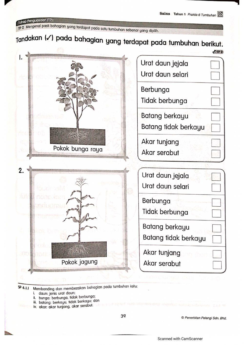 Sains tahun 1 (tumbuh-tumbuhan) 6247098 | Norshazwaney