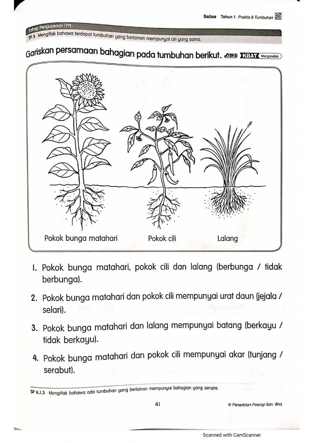 Sains tahun 1 (tumbuh-tumbuhan) 6247098 | Norshazwaney