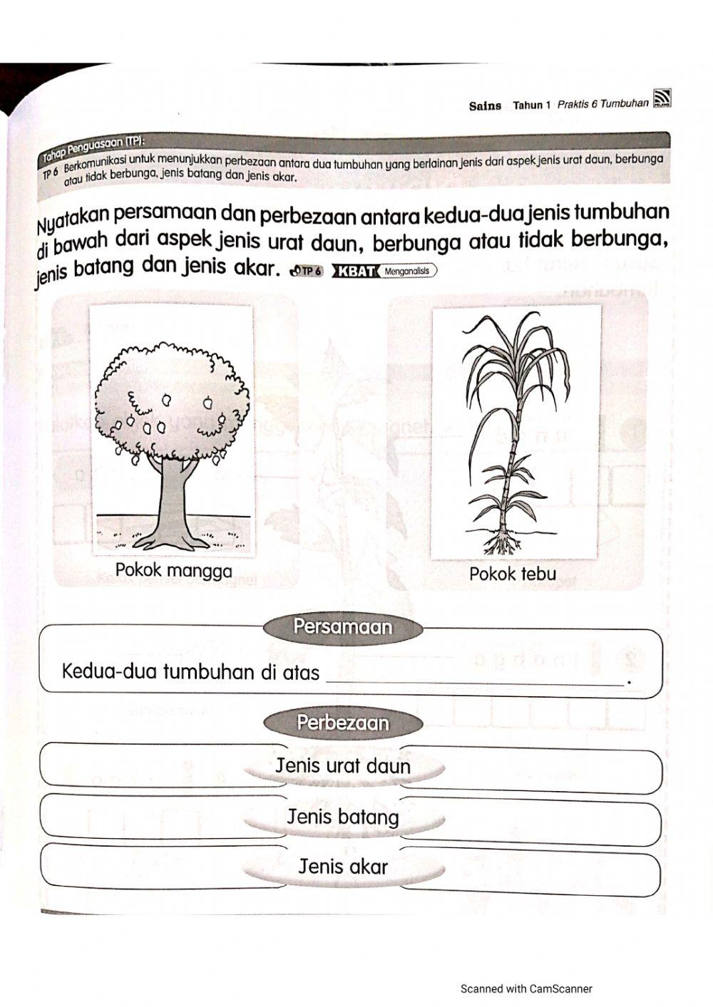 Sains tahun 1 (tumbuh-tumbuhan) 6247098 | Norshazwaney