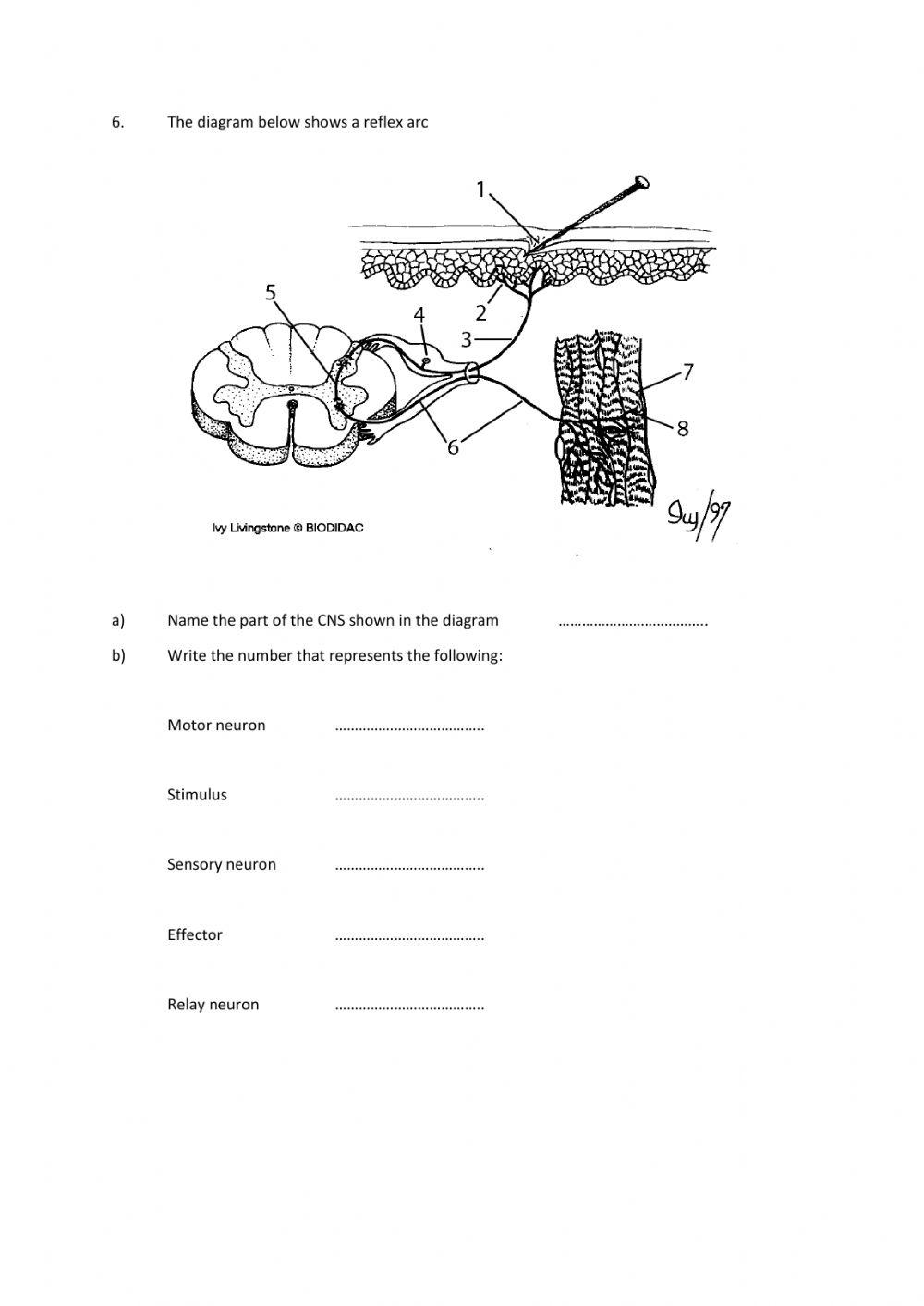 Reflex Action | Free Interactive Worksheets | 4438474