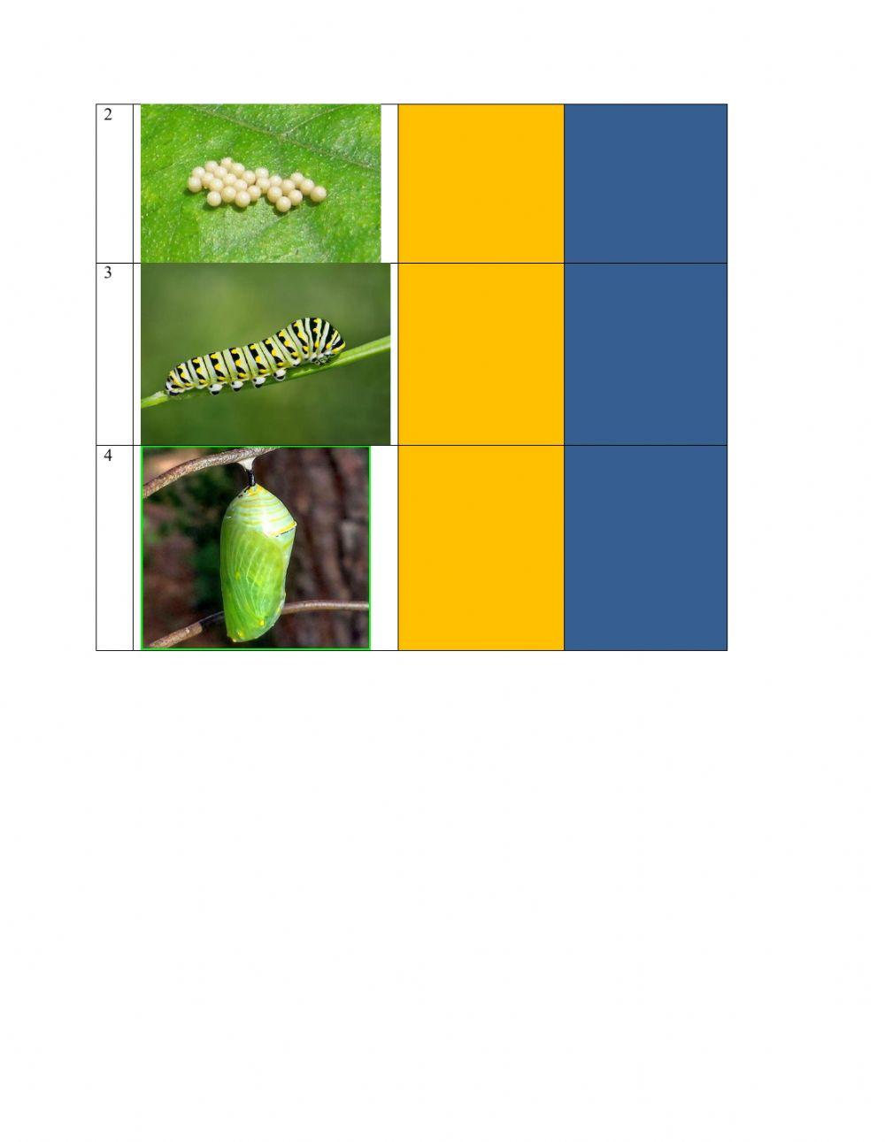 Metamorfosis worksheet | Live Worksheets