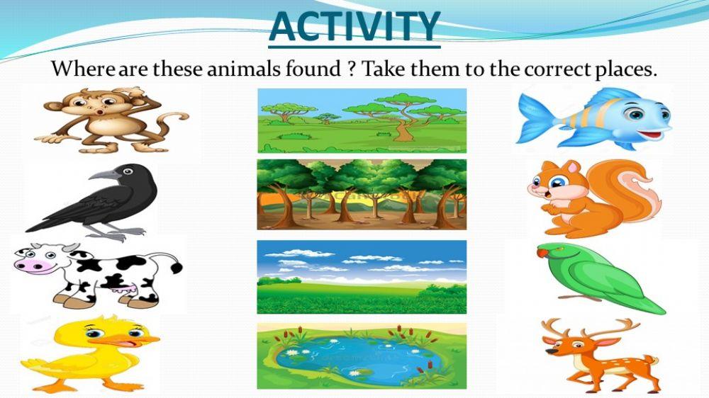 ANIMALS AROUND US online exercise for | Live Worksheets