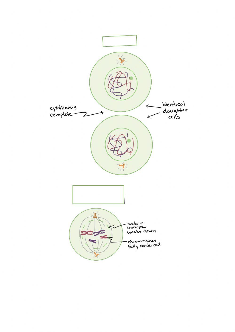 Mitosis | Free Interactive Worksheets | 521274