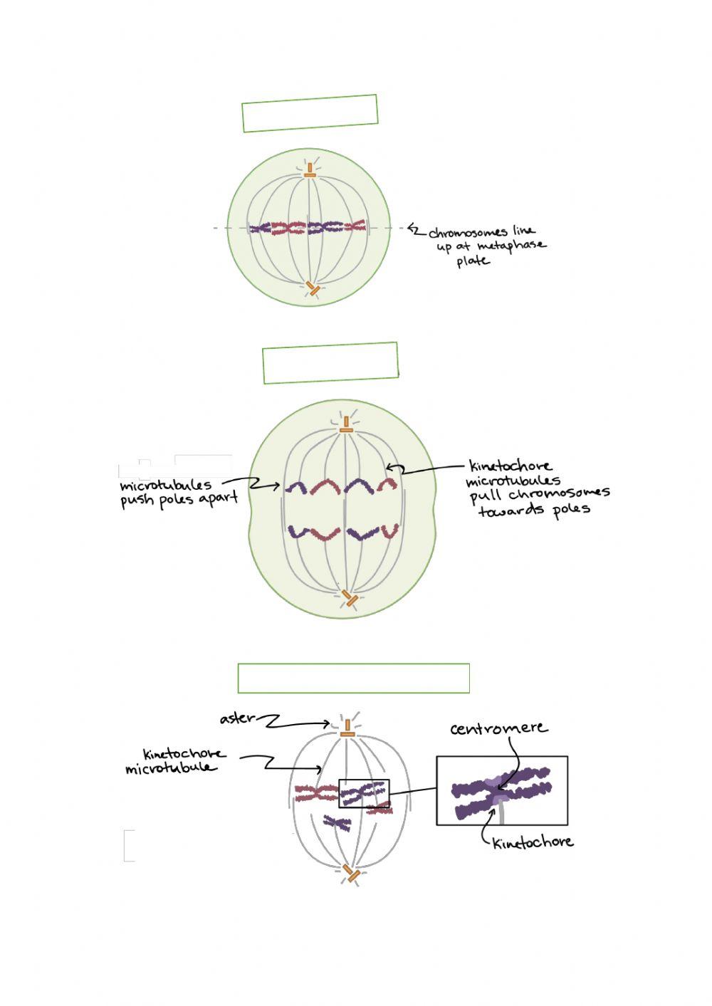 Mitosis | Free Interactive Worksheets | 521274