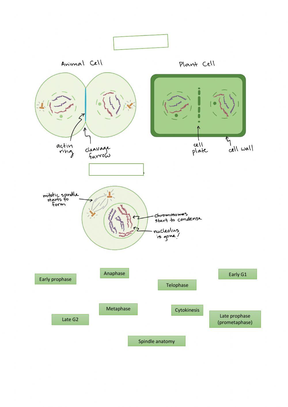 Mitosis | Free Interactive Worksheets | 521274