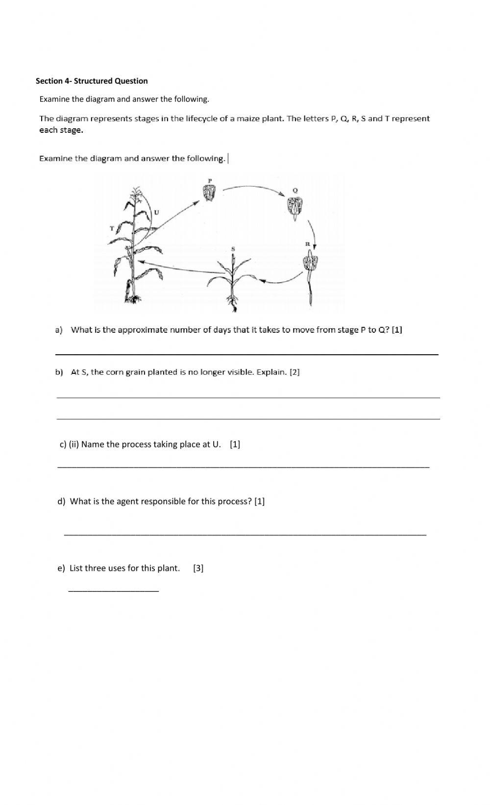 Maize worksheet 6255168 | Sharanda Brennen