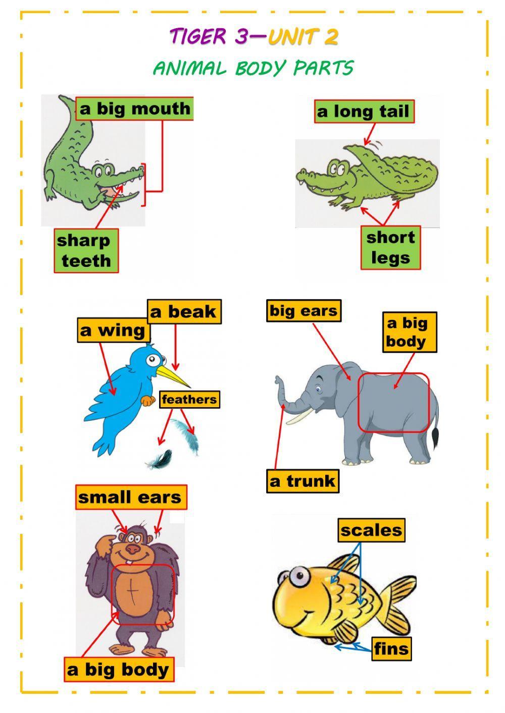 More animal body parts - Tiger 3 - Unit 2 worksheet | Live Worksheets