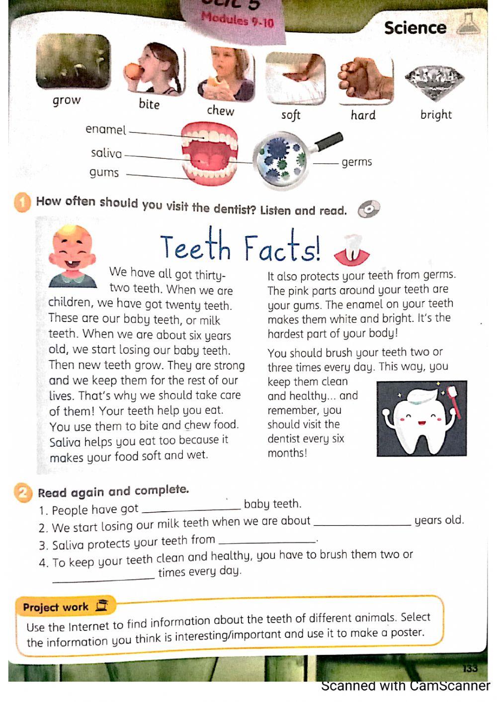 Teeth Facts worksheet | Live Worksheets