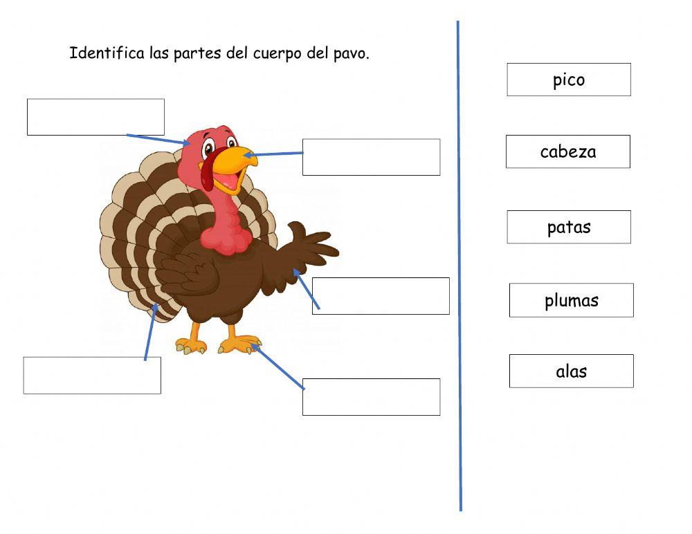 529498 | Las partes del cuerpo del pavo | Laura A Machado