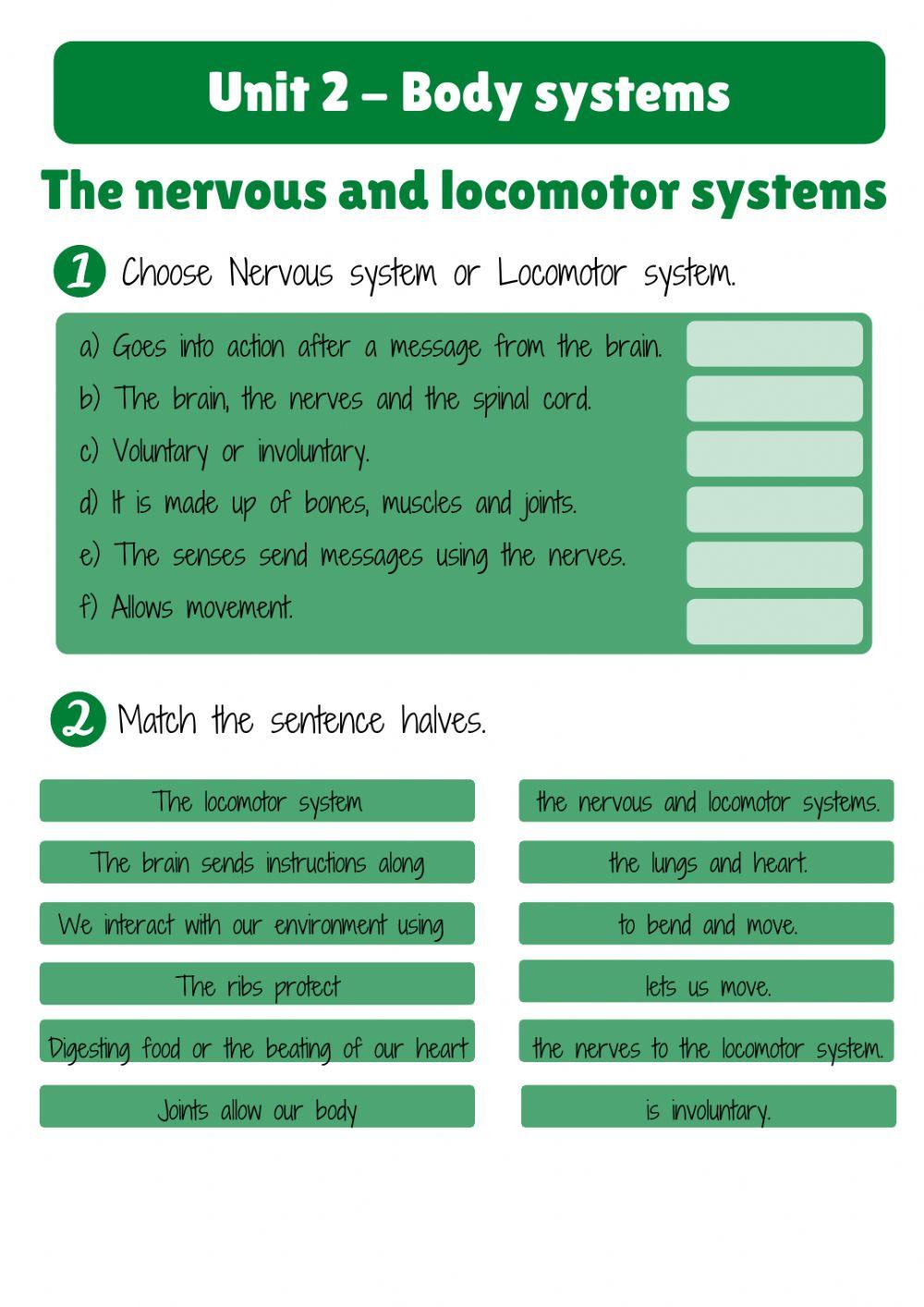 Nervous and locomotor systems interactive worksheet | Live Worksheets