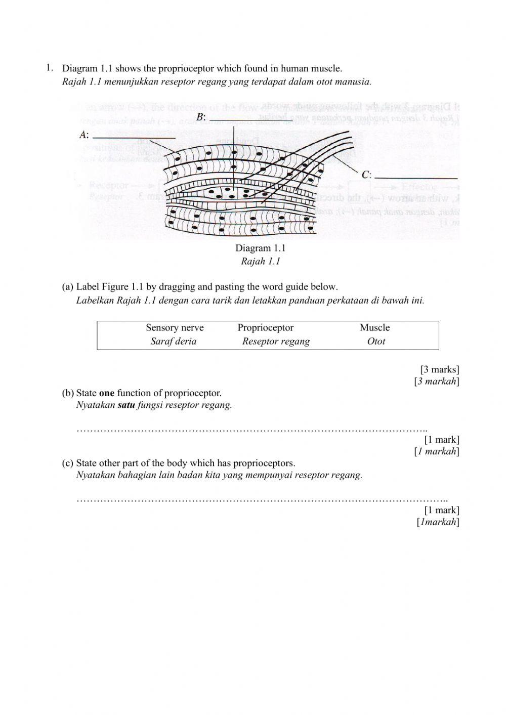 Soalan Bahagian B kertas 2 Sains SPM 536627 | NORAINI