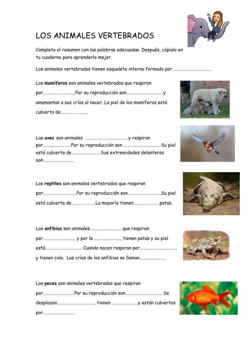Animales vertebrados Ciencias de la Naturaleza worksheet | Live Worksheets