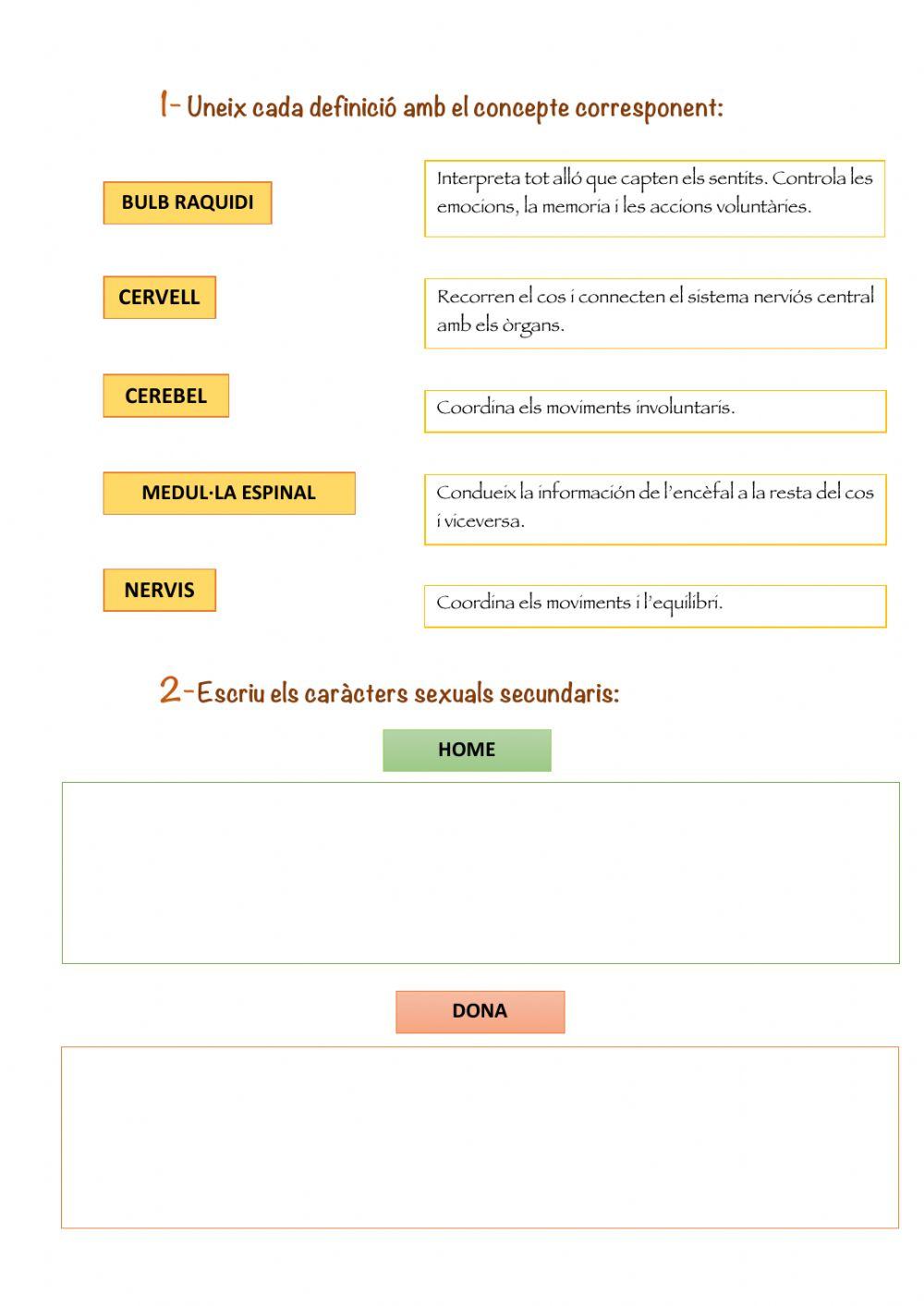 El sistema nerviós exercise | Live Worksheets