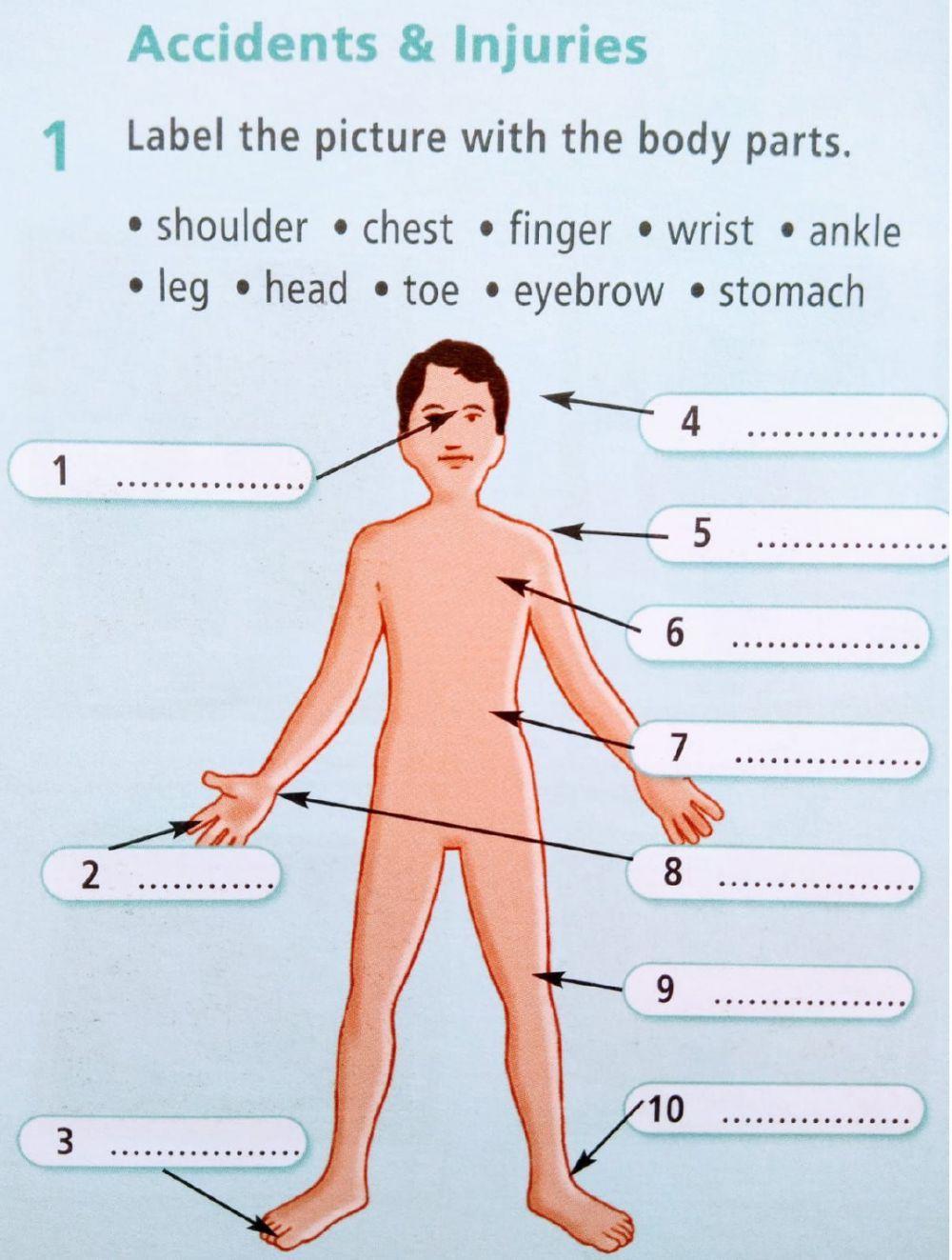 541126 | Body parts | Elif | LiveWorksheets