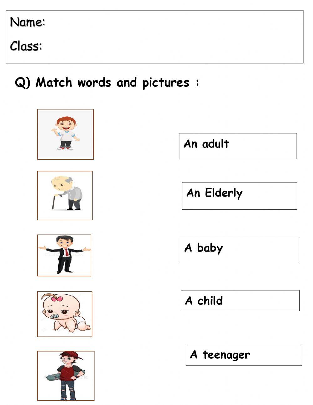 Human Life Stages Worksheet