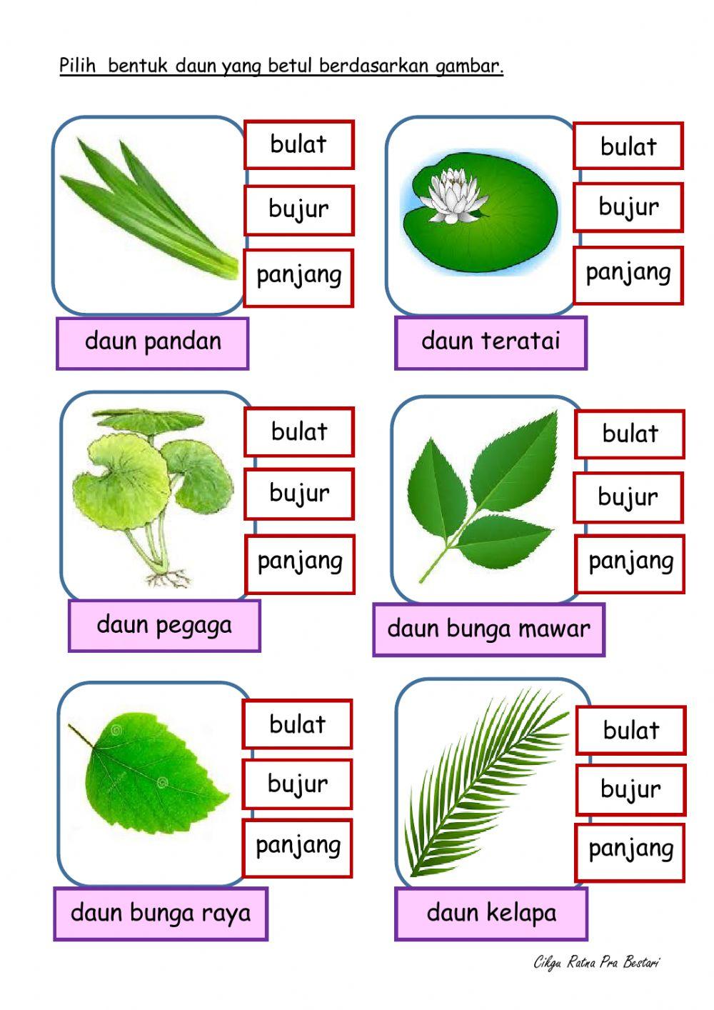 MEMERHATI BENTUK DAUN worksheet | Live Worksheets