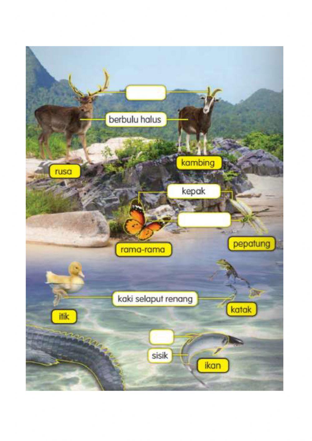 Kenali bahagian dan kepentingan haiwan dan tumbuhan worksheet | Live ...