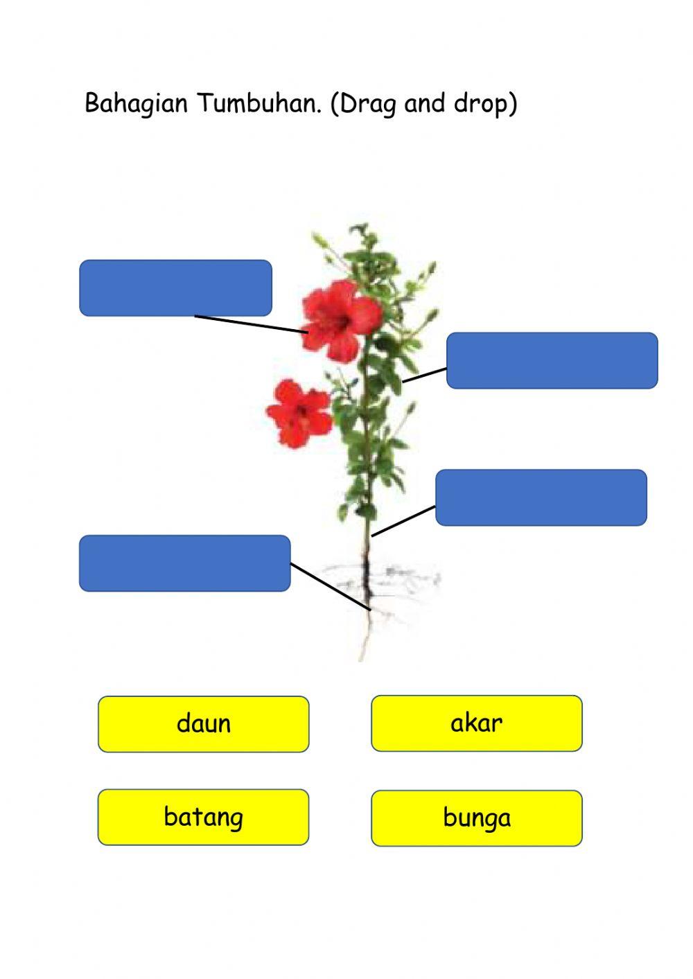 Kenali bahagian dan kepentingan haiwan dan tumbuhan worksheet | Live ...