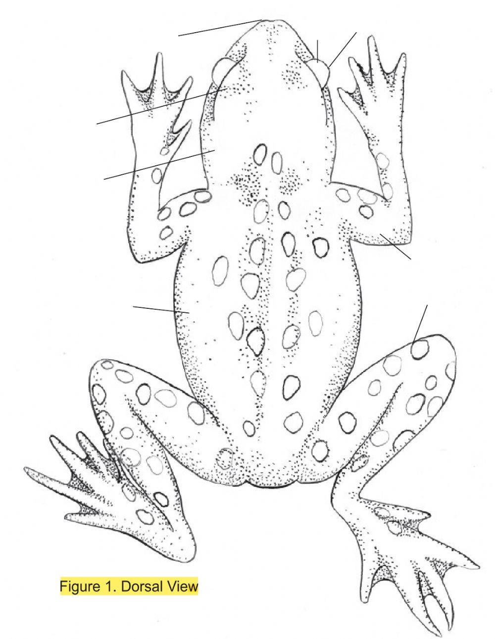 4493388 | Frog Parts | Brian Goodwin | LiveWorksheets