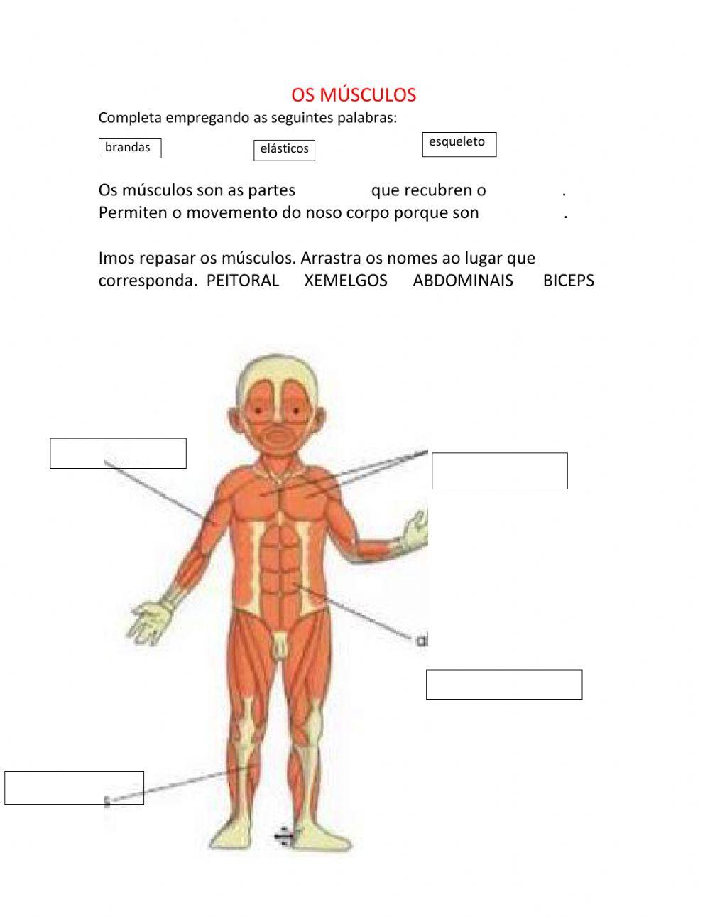 músculos online exercise for | Live Worksheets