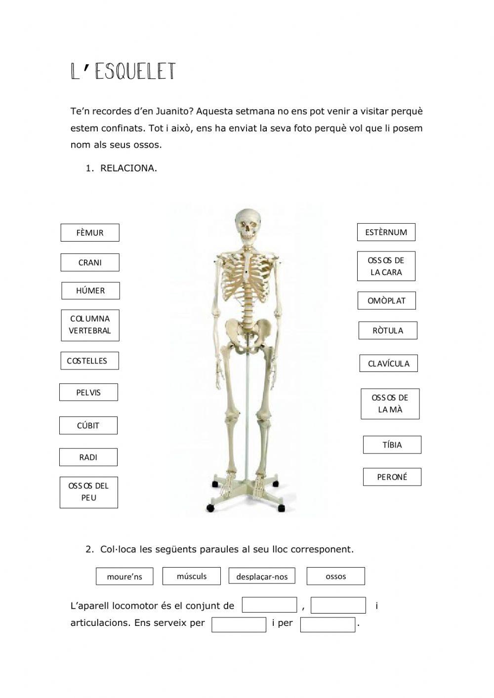 L'esquelet | Free Interactive Worksheets | 472906