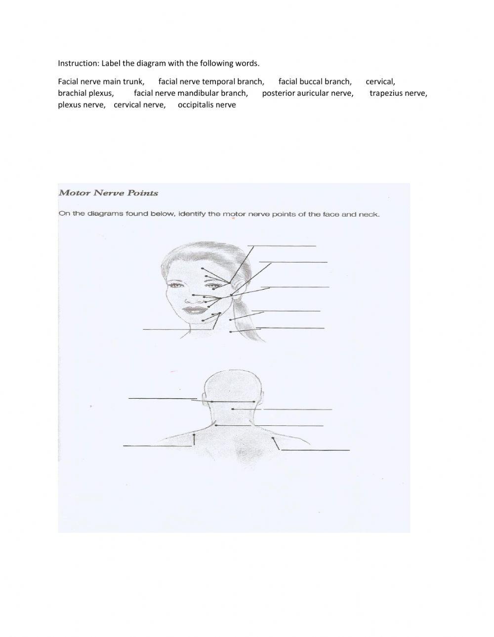 Facial Motor Nerve Work sheet 4389642 | Beautifuljan