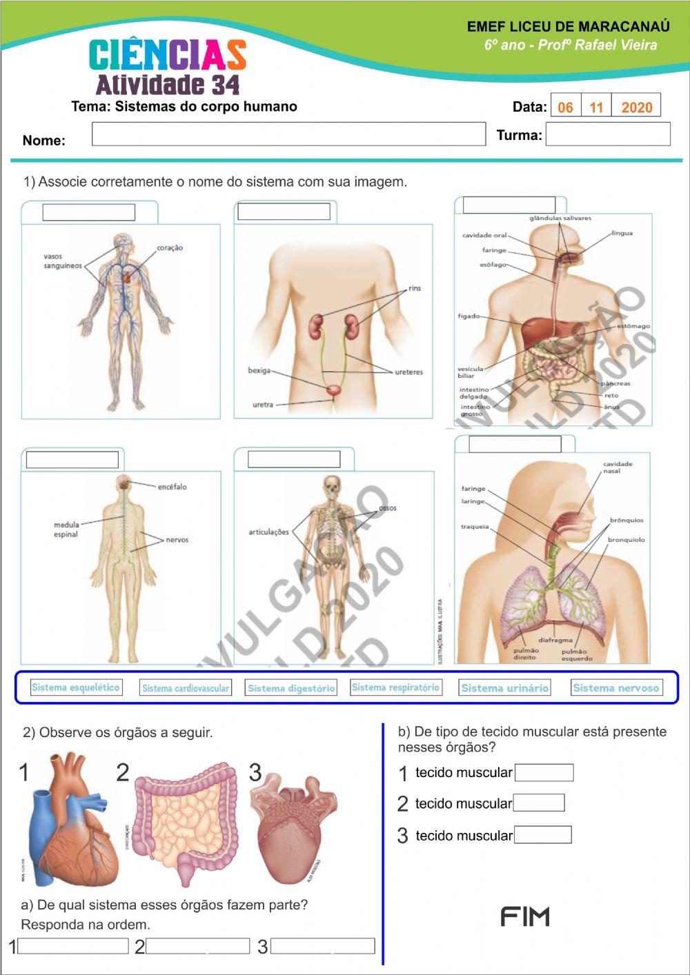 Corpo Humano Online Activity Live Worksheets