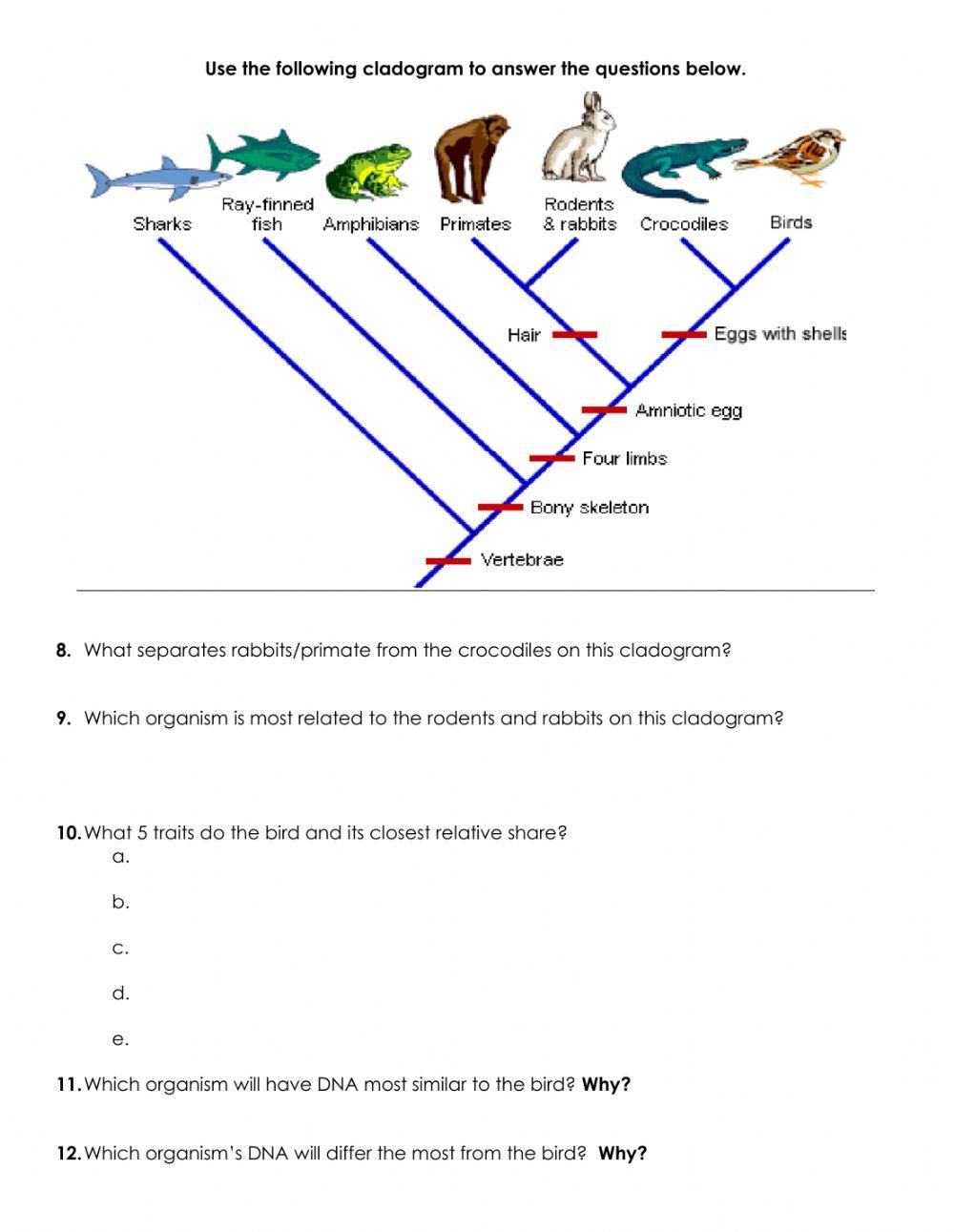 cladograms 0604 | SECEPBIOLOGY | Live Worksheets