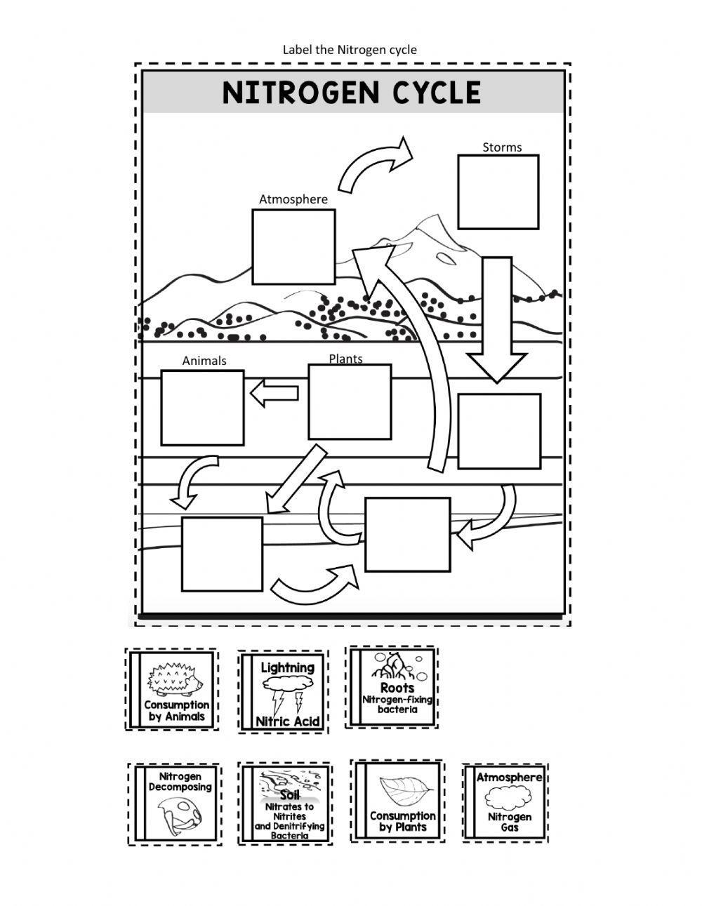 Nitrogen Cycle Worksheet Live Worksheets nitrogen-cycle-worksheet-live-worksheets